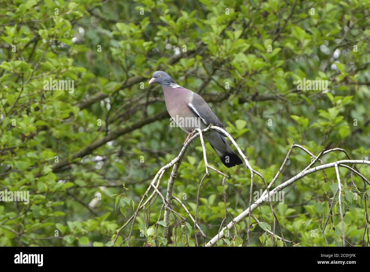Common wood pigeon hi-res stock photography and images - Alamy