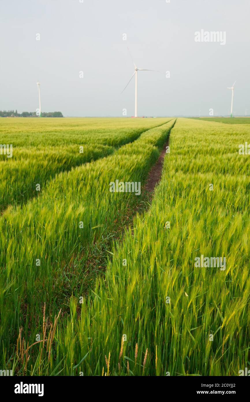 wheat field in spring at wind turbine Stock Photo - Alamy