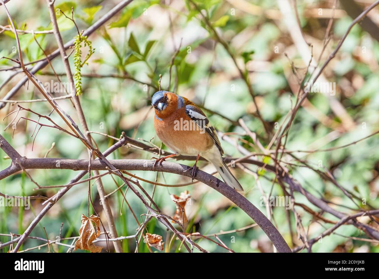 Male plumage chaffinch hi-res stock photography and images - Alamy