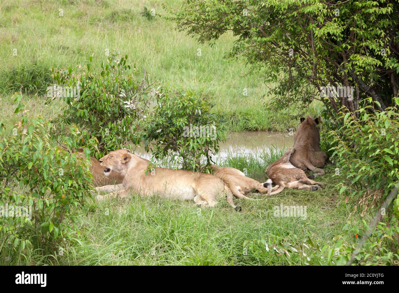 Masai mara one eyes lion hi-res stock photography and images - Alamy