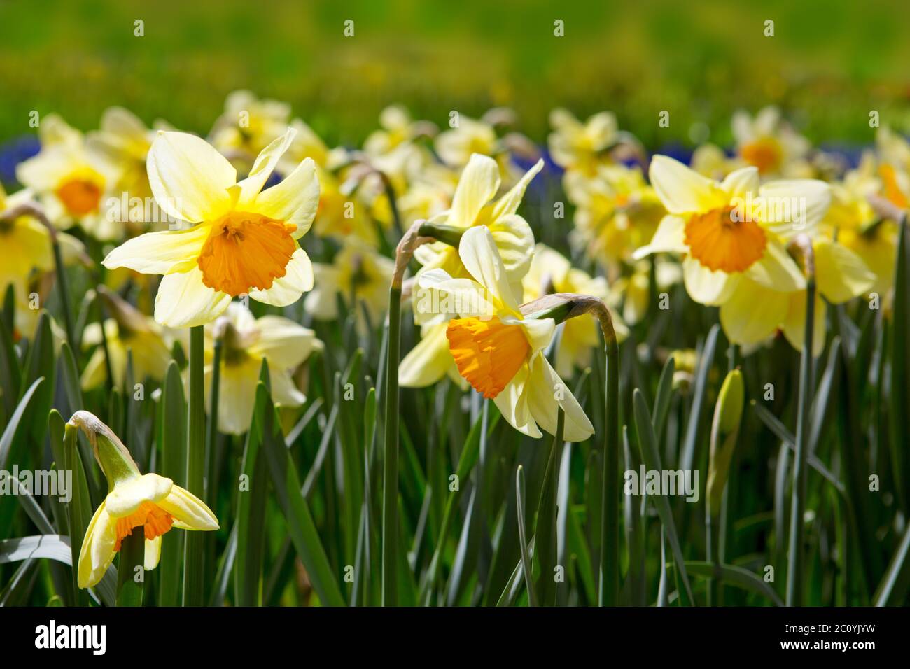 Yellow and orange daffodils hi-res stock photography and images - Alamy