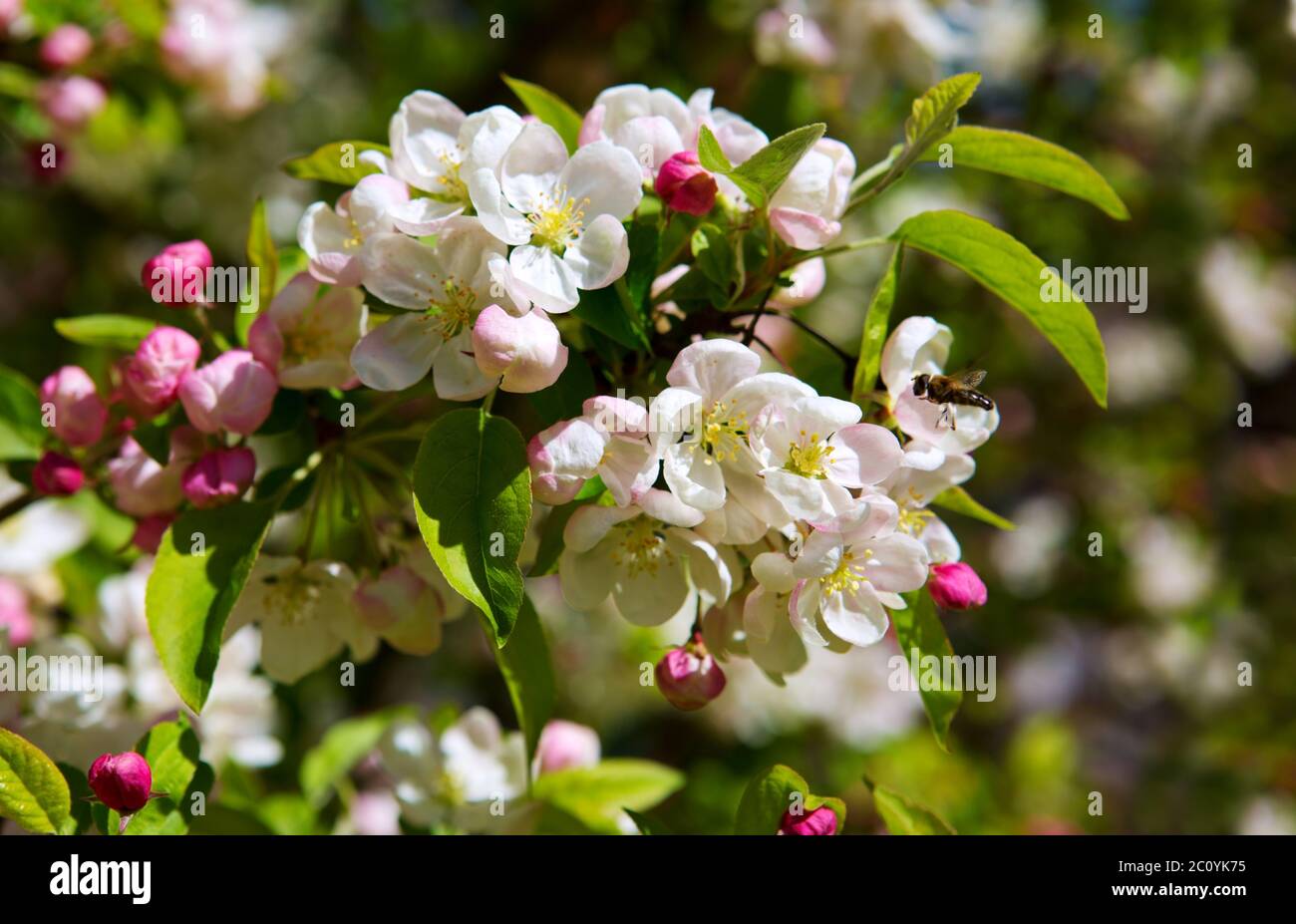 Beautiful apple tree white flowers hi-res stock photography and images ...
