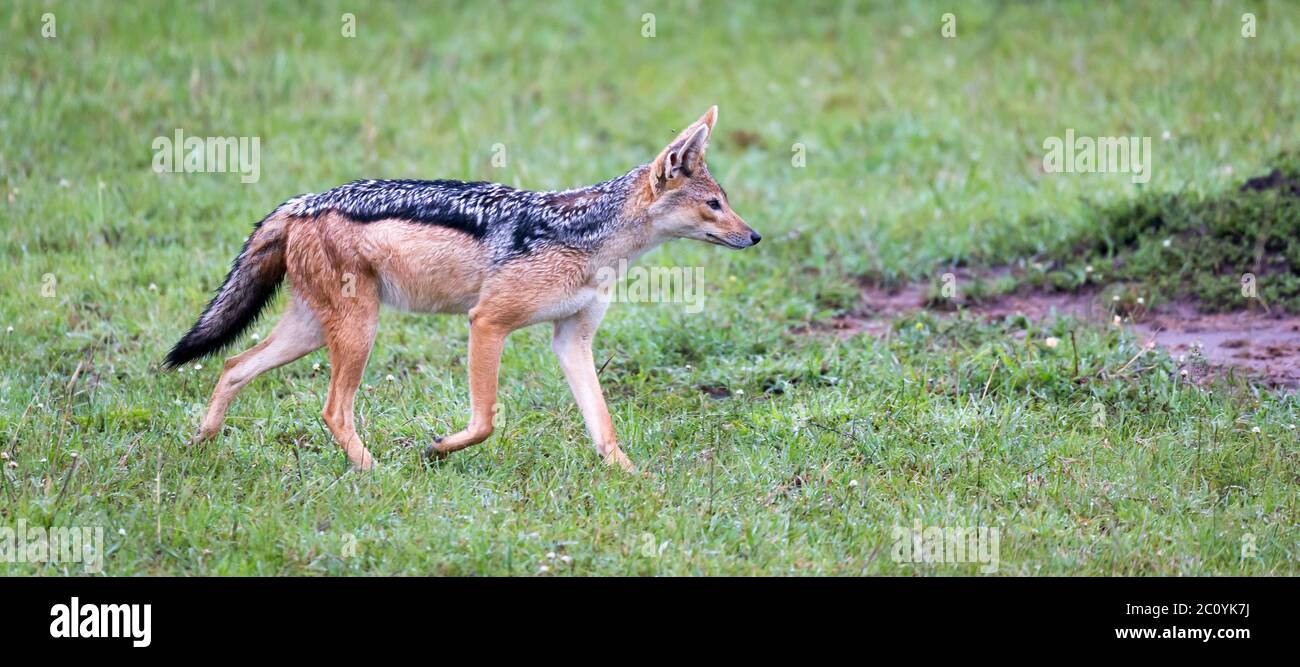 One jackal in the savannah of Kenya Stock Photo - Alamy
