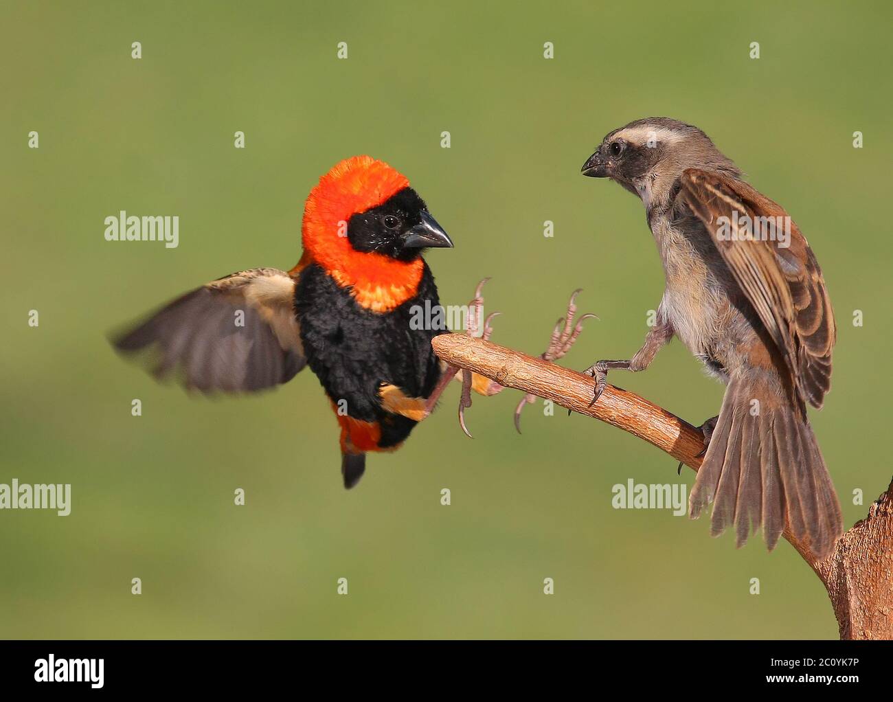 garden bird interaction Stock Photo - Alamy