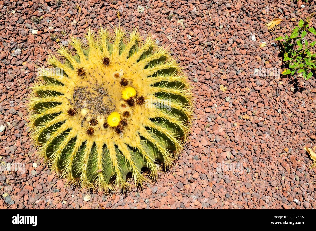 Round Succulent Plant Stock Photo - Alamy