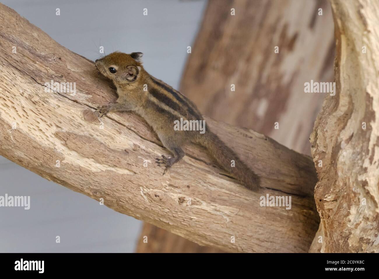 Fat chipmunk hi-res stock photography and images - Alamy