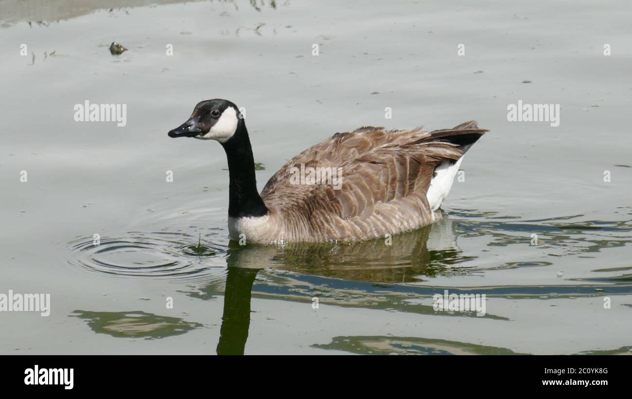 Hollywood, California, USA 12th June 2020 A general view of atmosphere ...