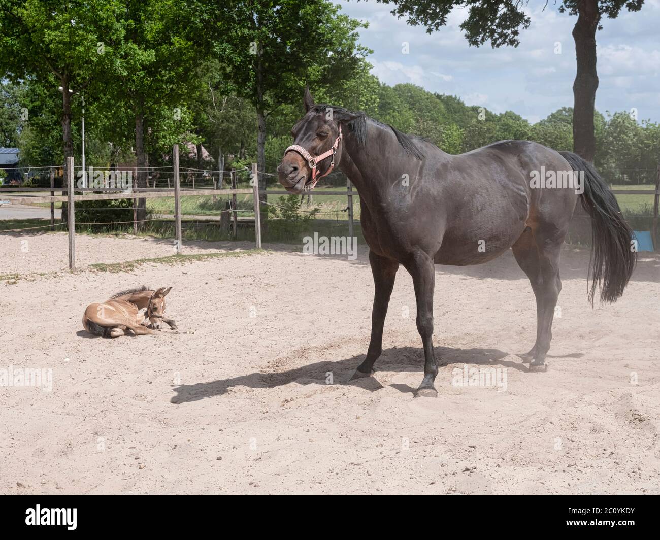 Brown adult horse and yellow stallion foal together in a horse arena ...