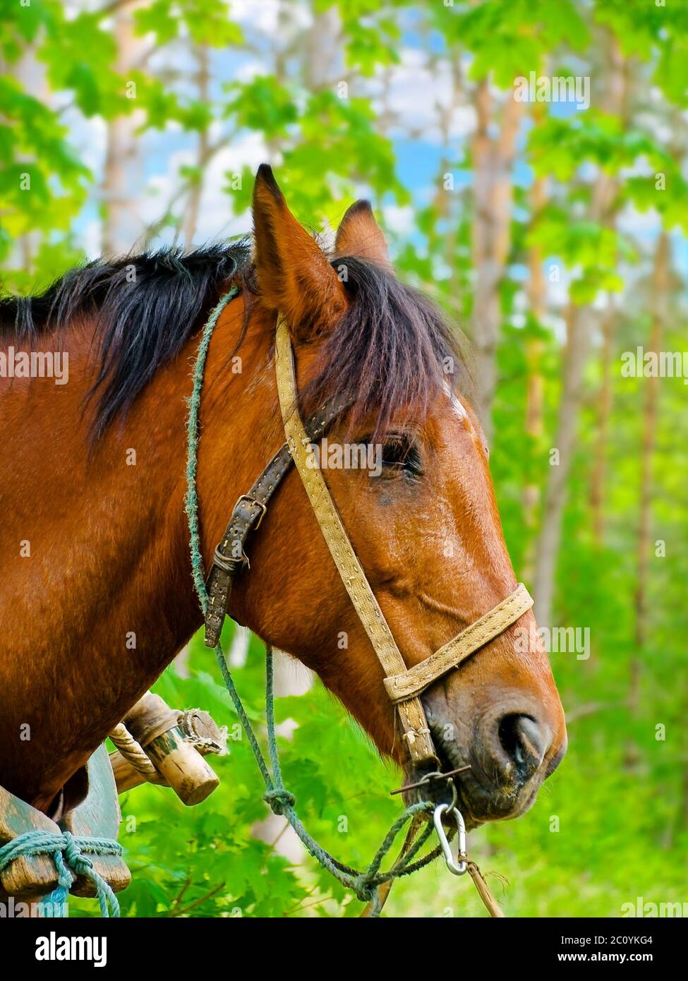 Horse bridle tree trees hi-res stock photography and images - Alamy