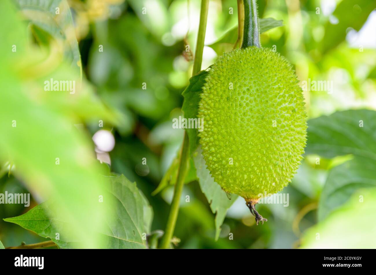 Green Gac fruit Stock Photo - Alamy