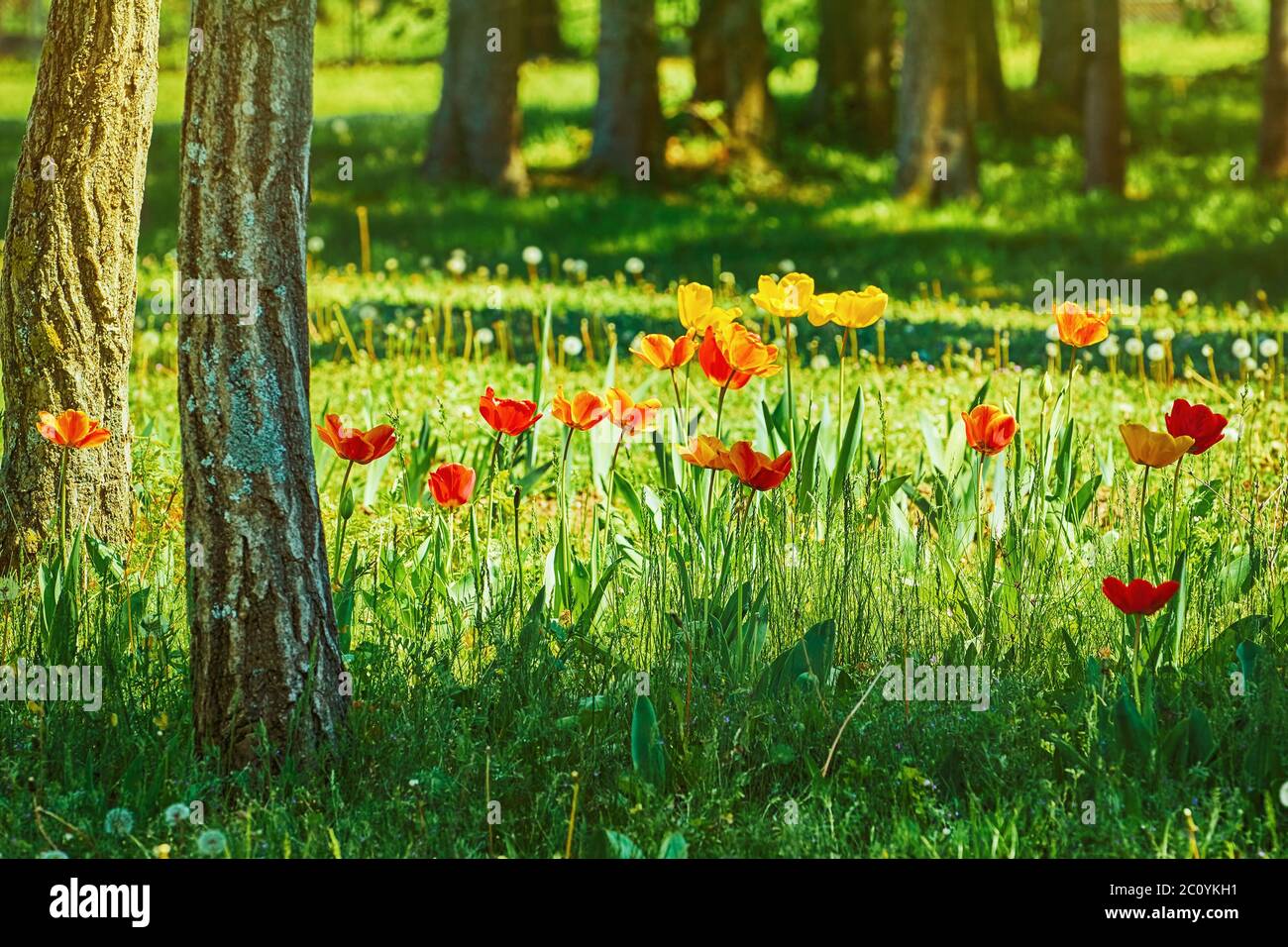 Perennial forest hi-res stock photography and images - Alamy