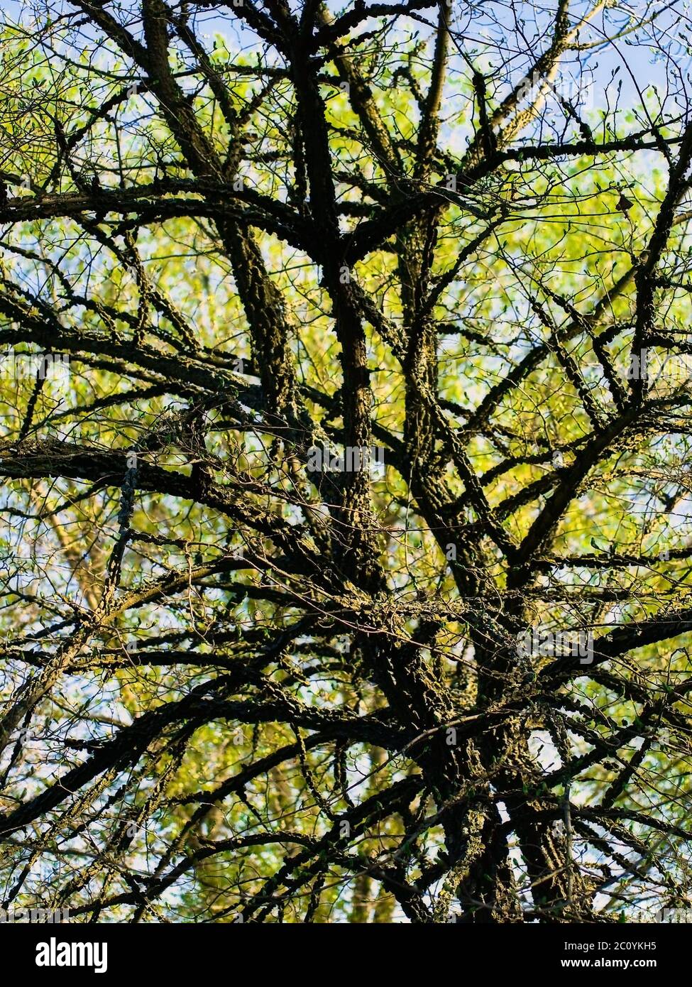 Branches ecology ecological environment hi-res stock photography and ... Branches ecology ecological environment hi-res stock photography and ...