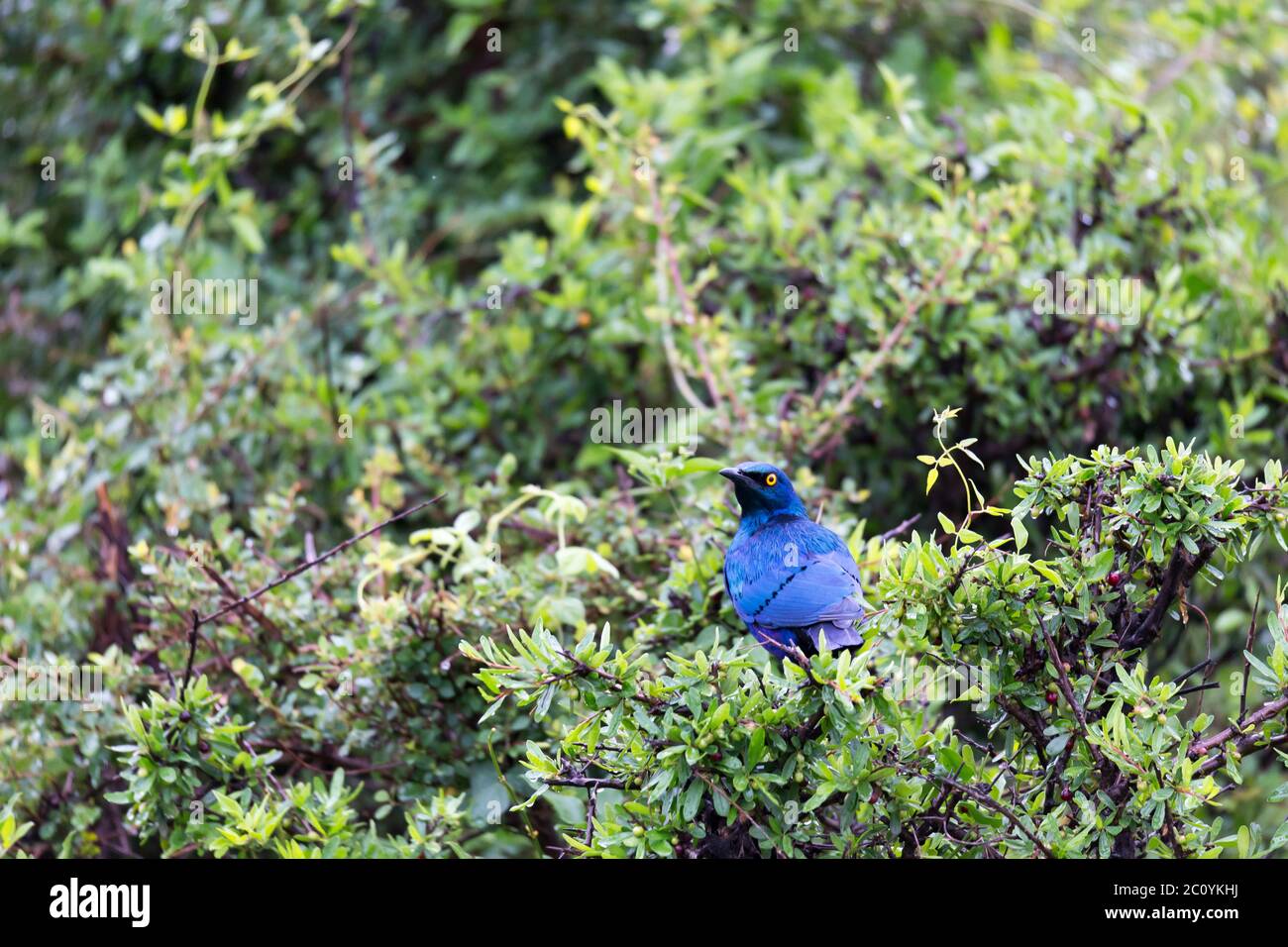 A local Kenyan birds in colorful colors sit on the branches of a tree ...