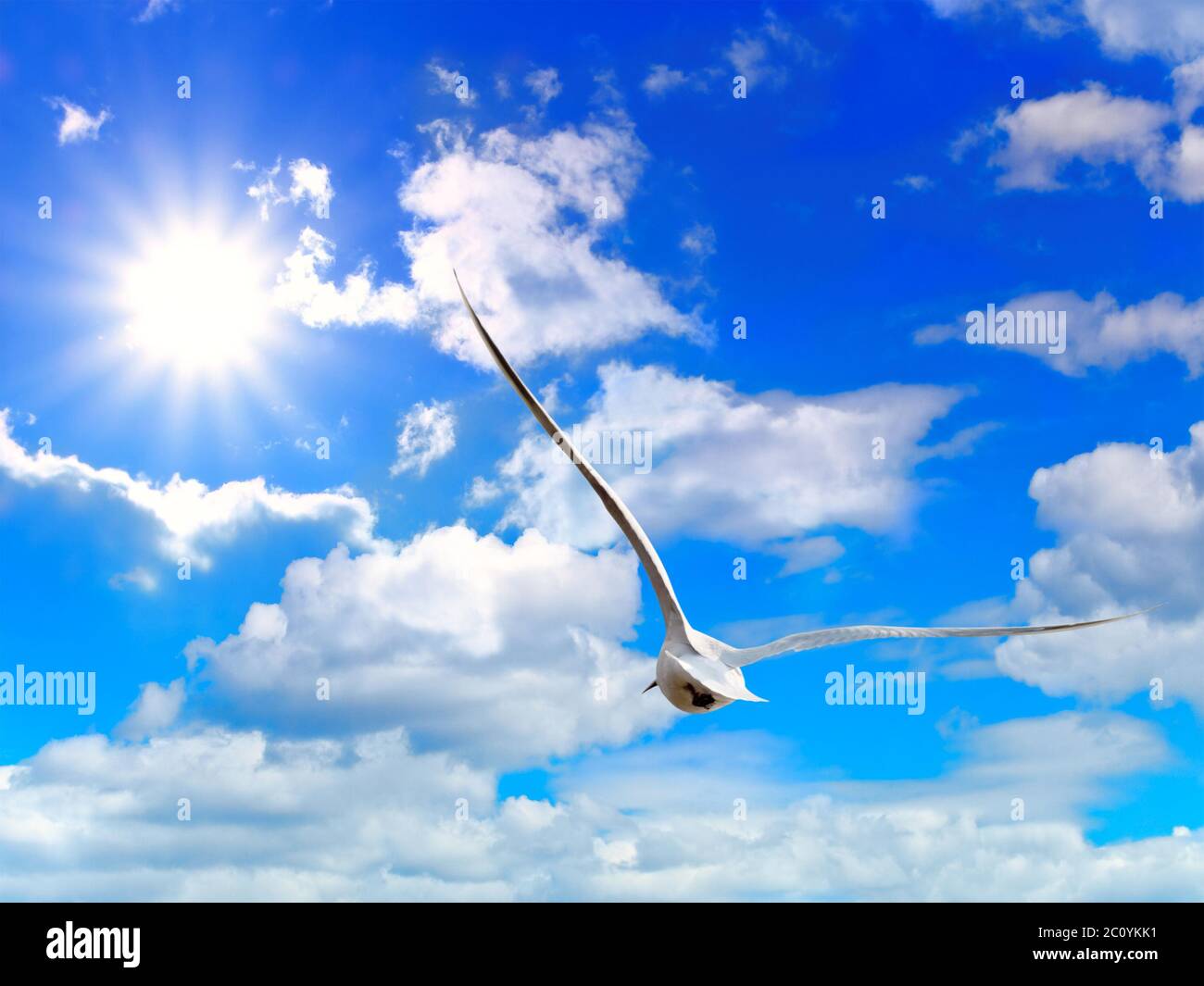 Seagul flying hi-res stock photography and images - Alamy