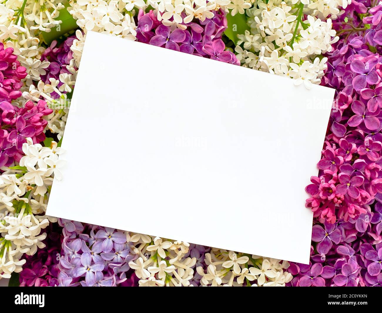 Lilac Background with Invitation Card Stock Photo - Alamy