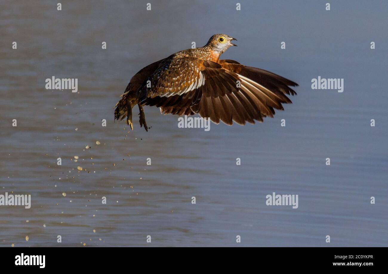 African grouse hi-res stock photography and images - Alamy