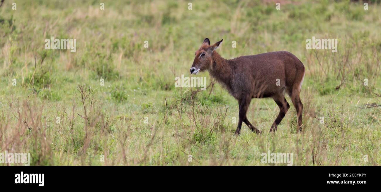 One waterbuck walks in the grass through the Kenyan countryside Stock ...