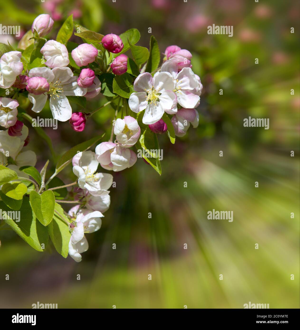 Beautiful apple tree white flowers hi-res stock photography and images ...