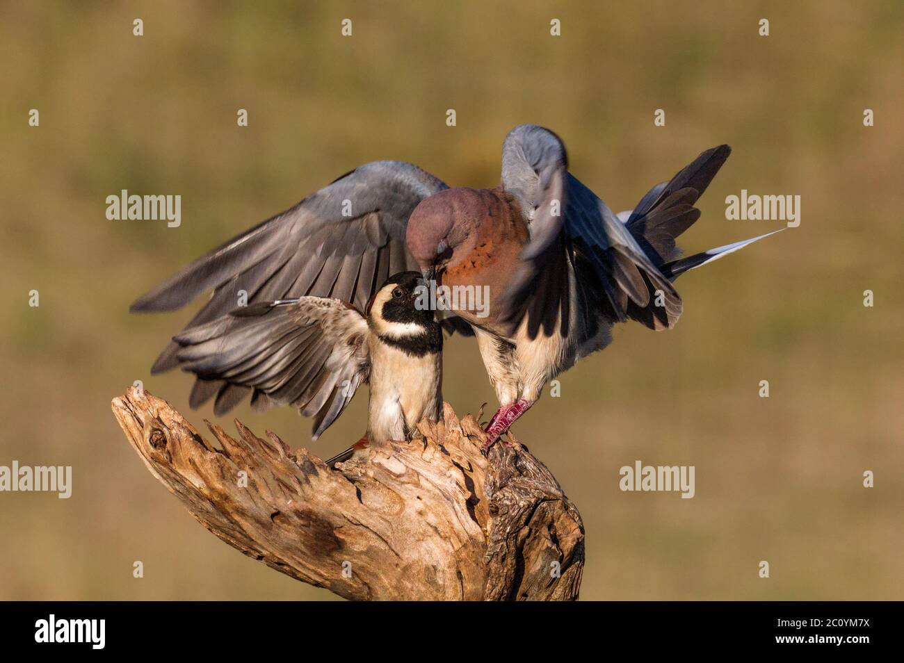 garden bird interaction Stock Photo - Alamy