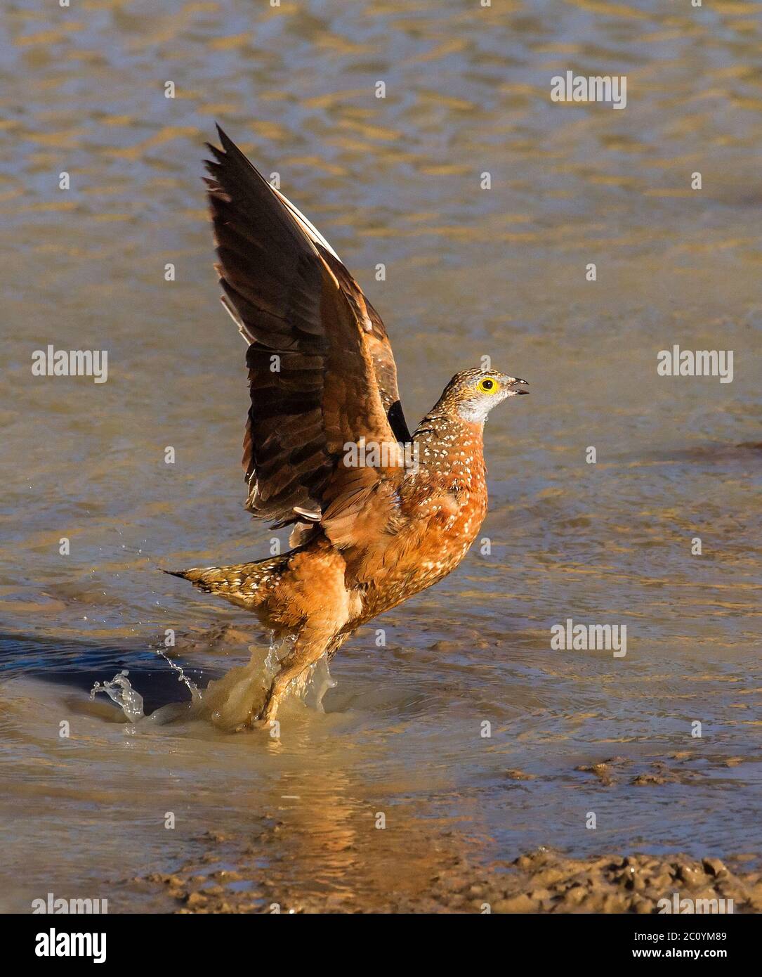 African grouse hi-res stock photography and images - Alamy