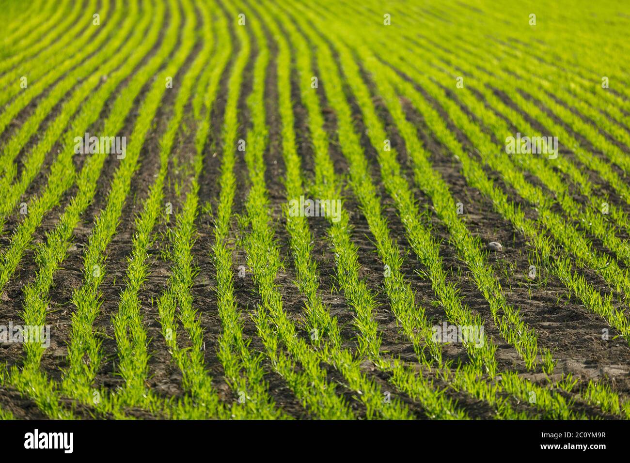 Planted field and growing seedlings at Spring, Finland Stock Photo - Alamy