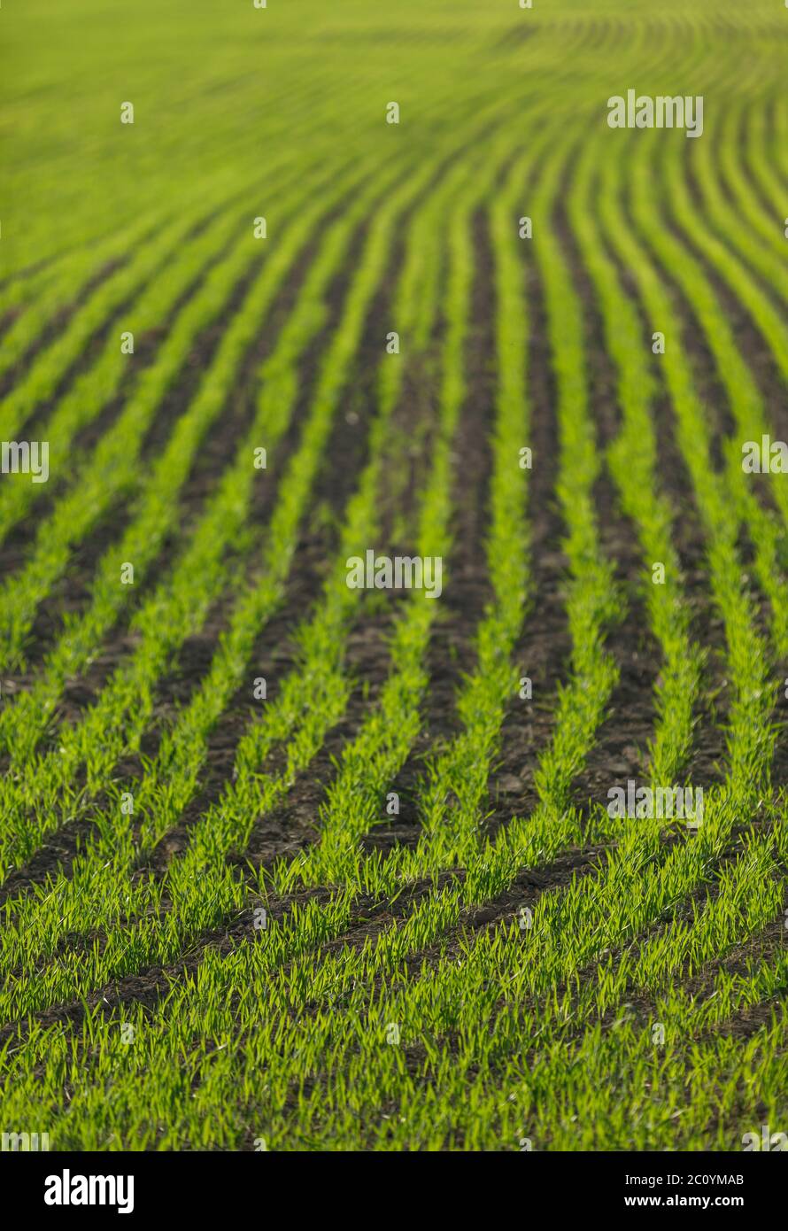 Planted field and growing seedlings at Spring, Finland Stock Photo - Alamy