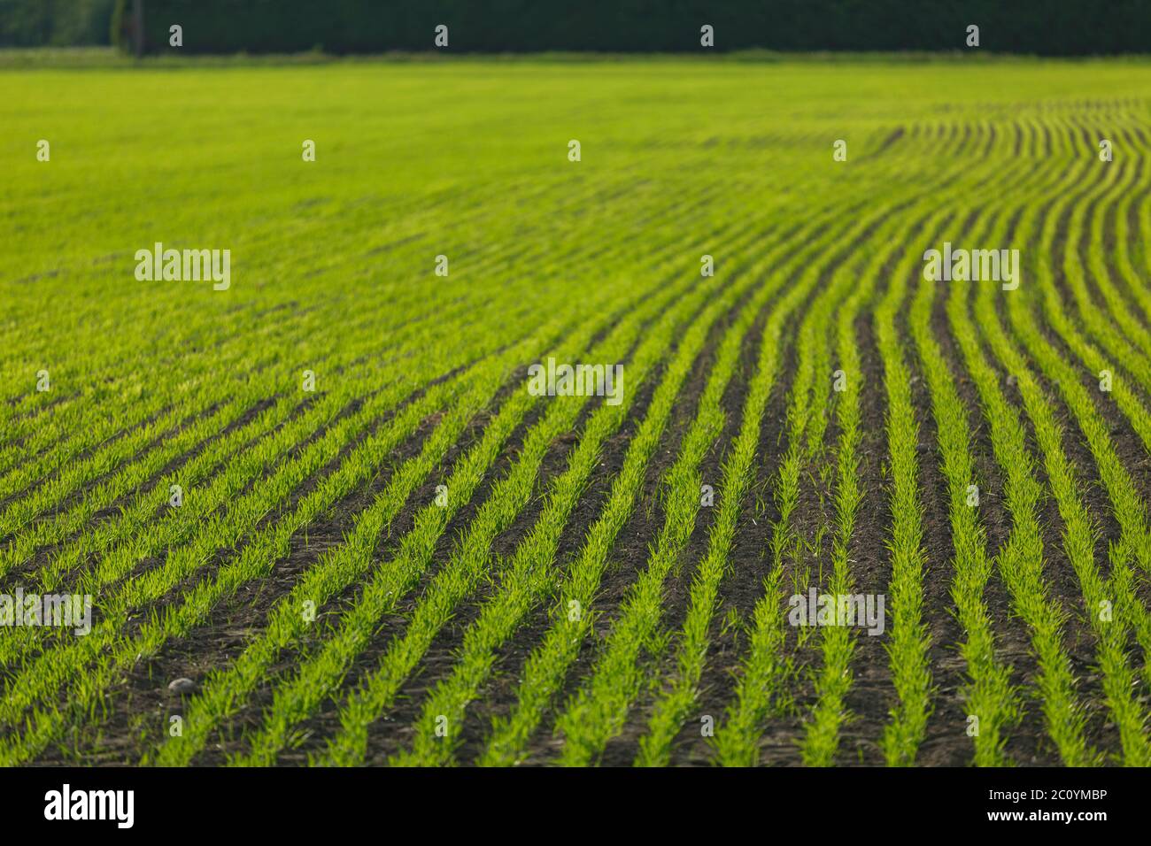 Planted field and growing seedlings at Spring, Finland Stock Photo - Alamy