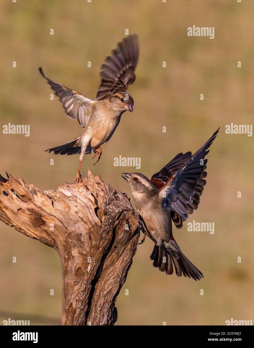garden bird interaction Stock Photo - Alamy