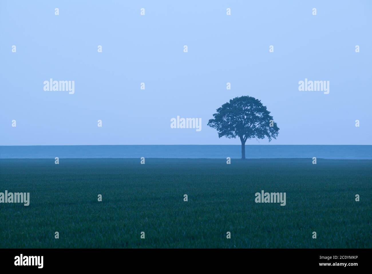 lone tree in dusk Stock Photo - Alamy