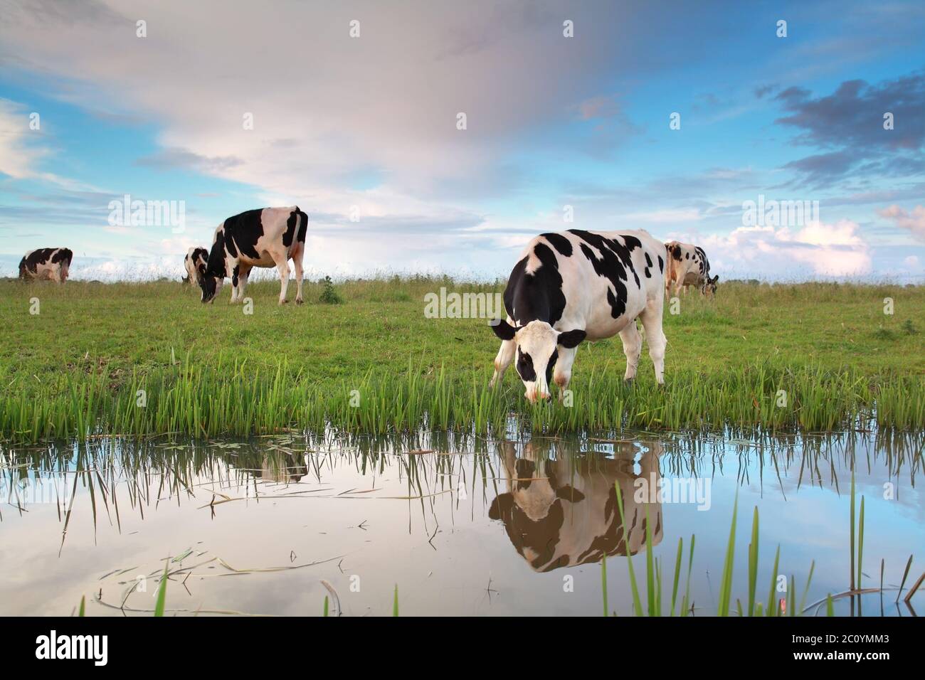 Graze cow hi-res stock photography and images - Alamy