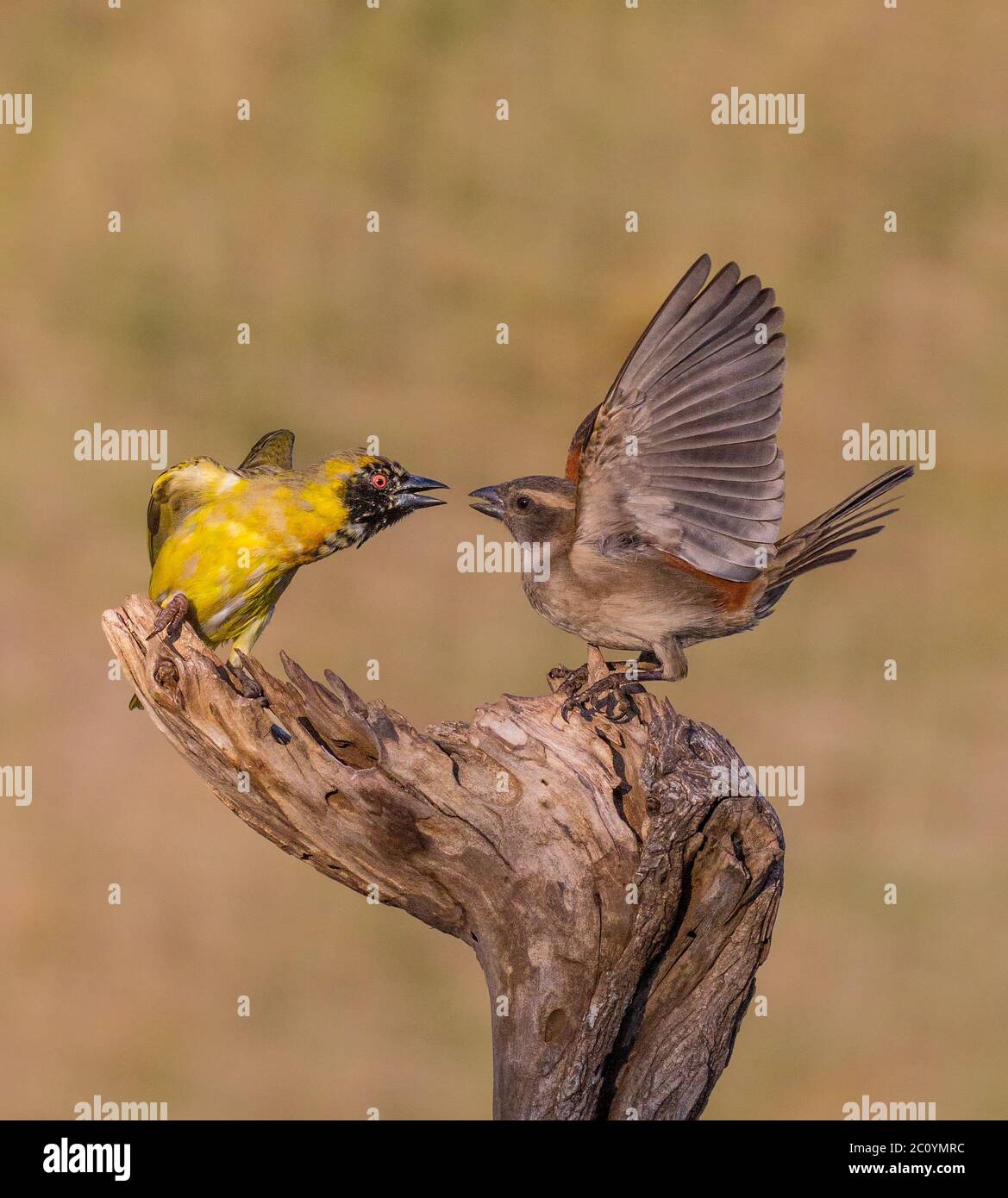 garden bird interaction Stock Photo - Alamy