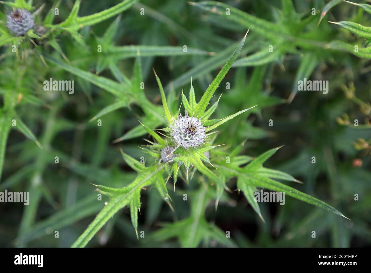 Thistle plant on the roadside, Brabourne, Kent, England, United Kingdom ...