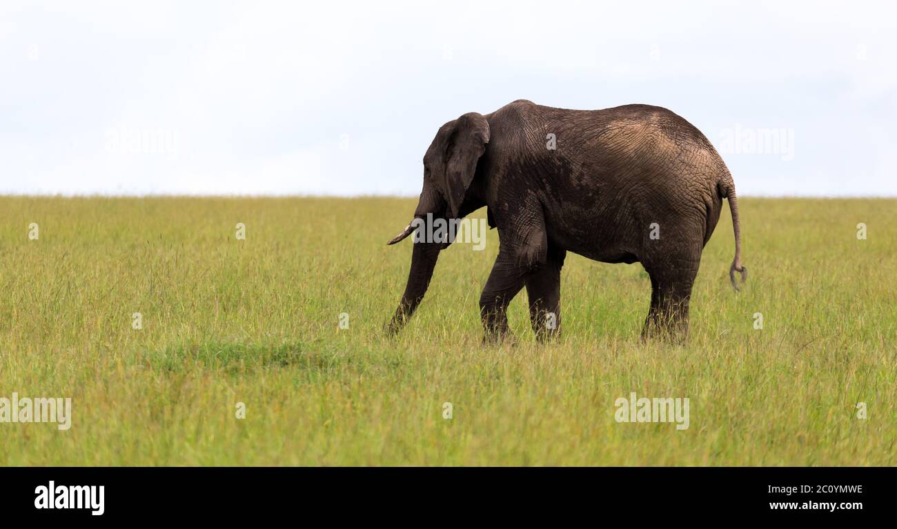 One big elephant is standing in the grass in a Kenyan national park ...