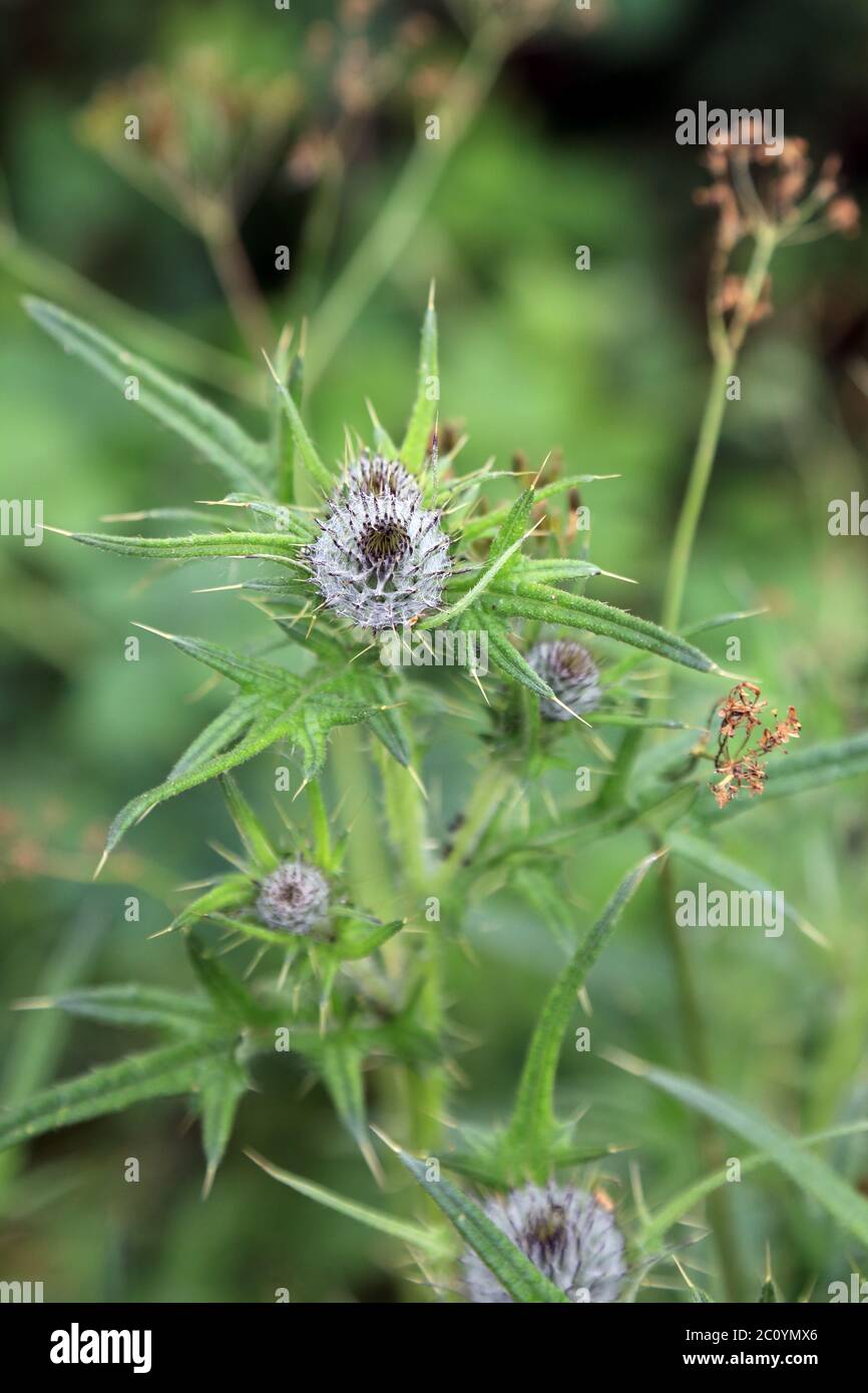 Thistle plant on the roadside, Brabourne, Kent, England, United Kingdom ...
