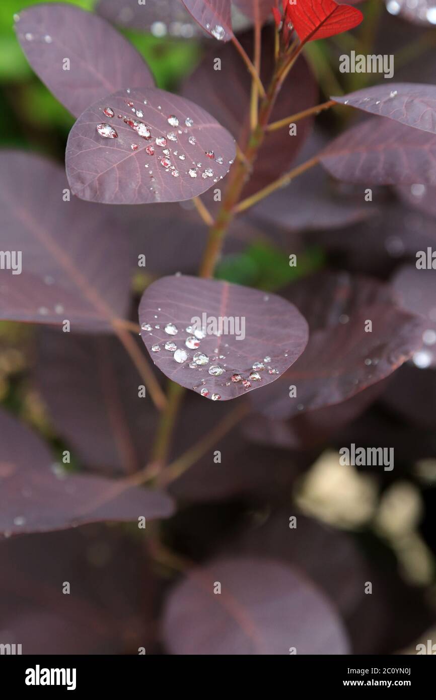 Cotinus coggygria Royal Purple Smoke Bush shrub in garden with water ...