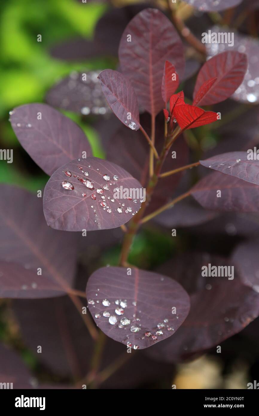 Cotinus Coggygria Royal Purple Smoke High Resolution Stock Photography ...