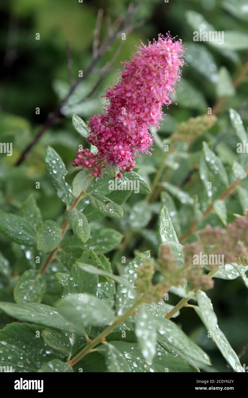 Water droplets on flowering shrub with pink cone shaped flowers ...