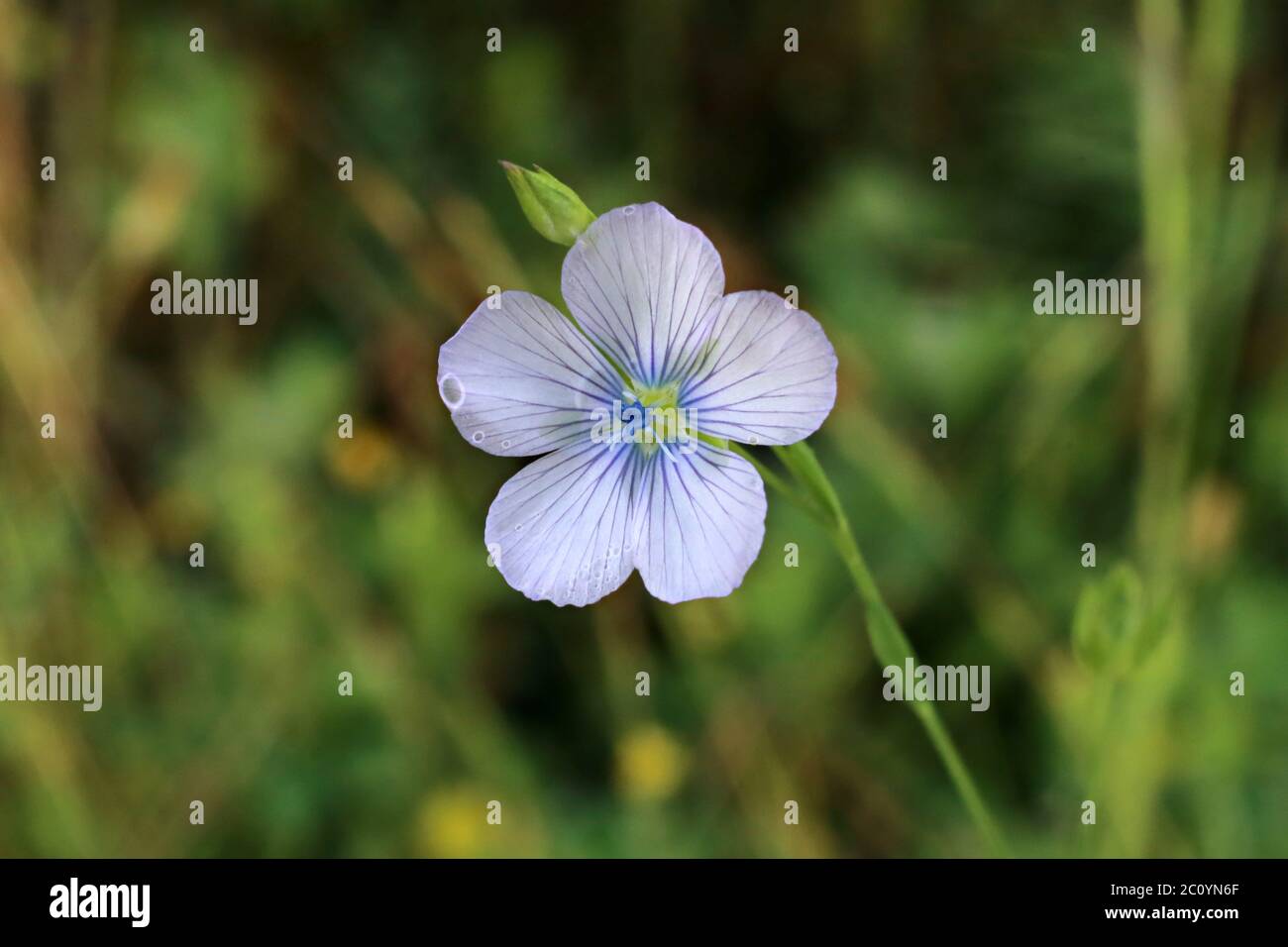 Wild flax hi-res stock photography and images - Alamy
