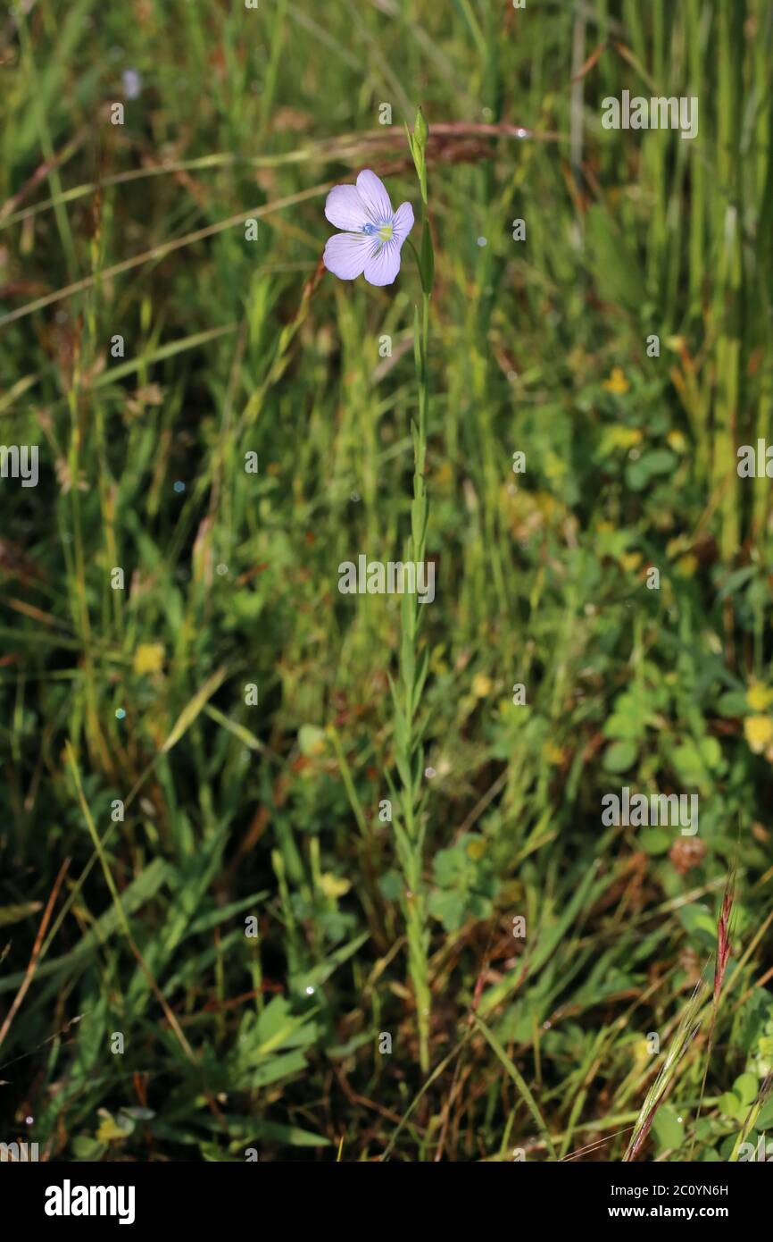 Plants linum hi-res stock photography and images - Alamy