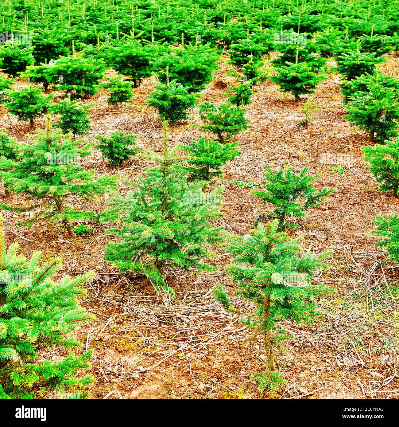 Spruce business hi-res stock photography and images - Alamy