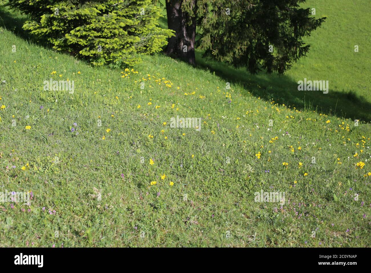 Linum capitatum - Wild plant shot in the spring Stock Photo - Alamy