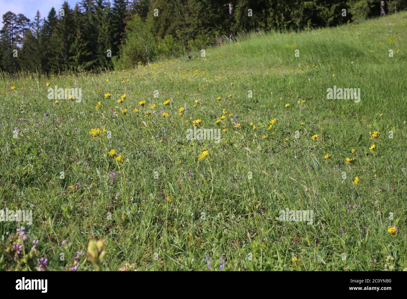 Linum capitatum - Wild plant shot in the spring Stock Photo - Alamy