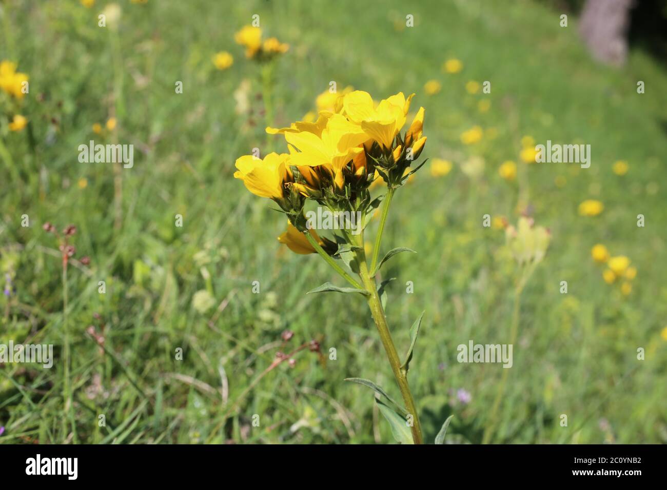 Linum capitatum - Wild plant shot in the spring Stock Photo - Alamy