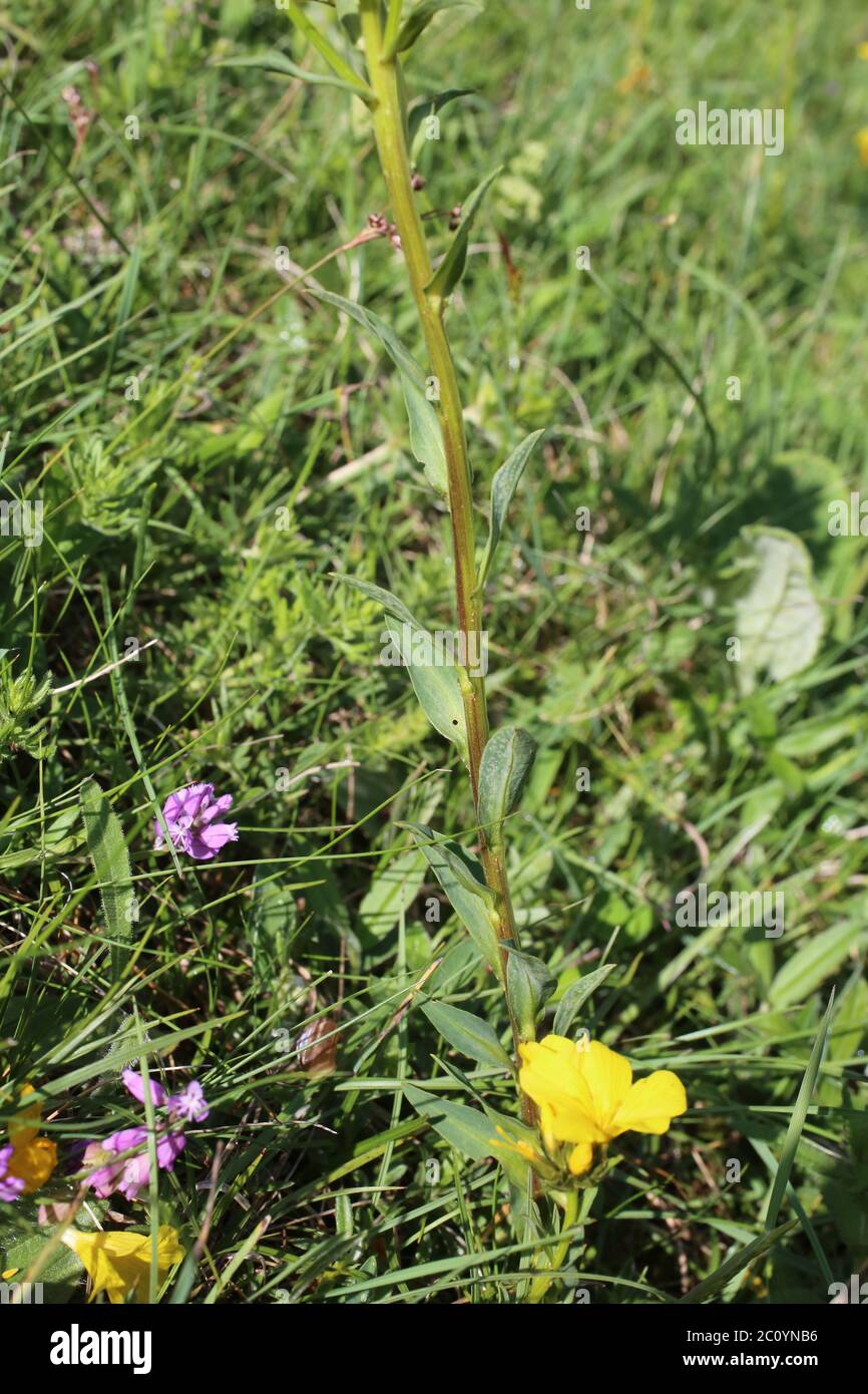 Linum capitatum hi-res stock photography and images - Alamy