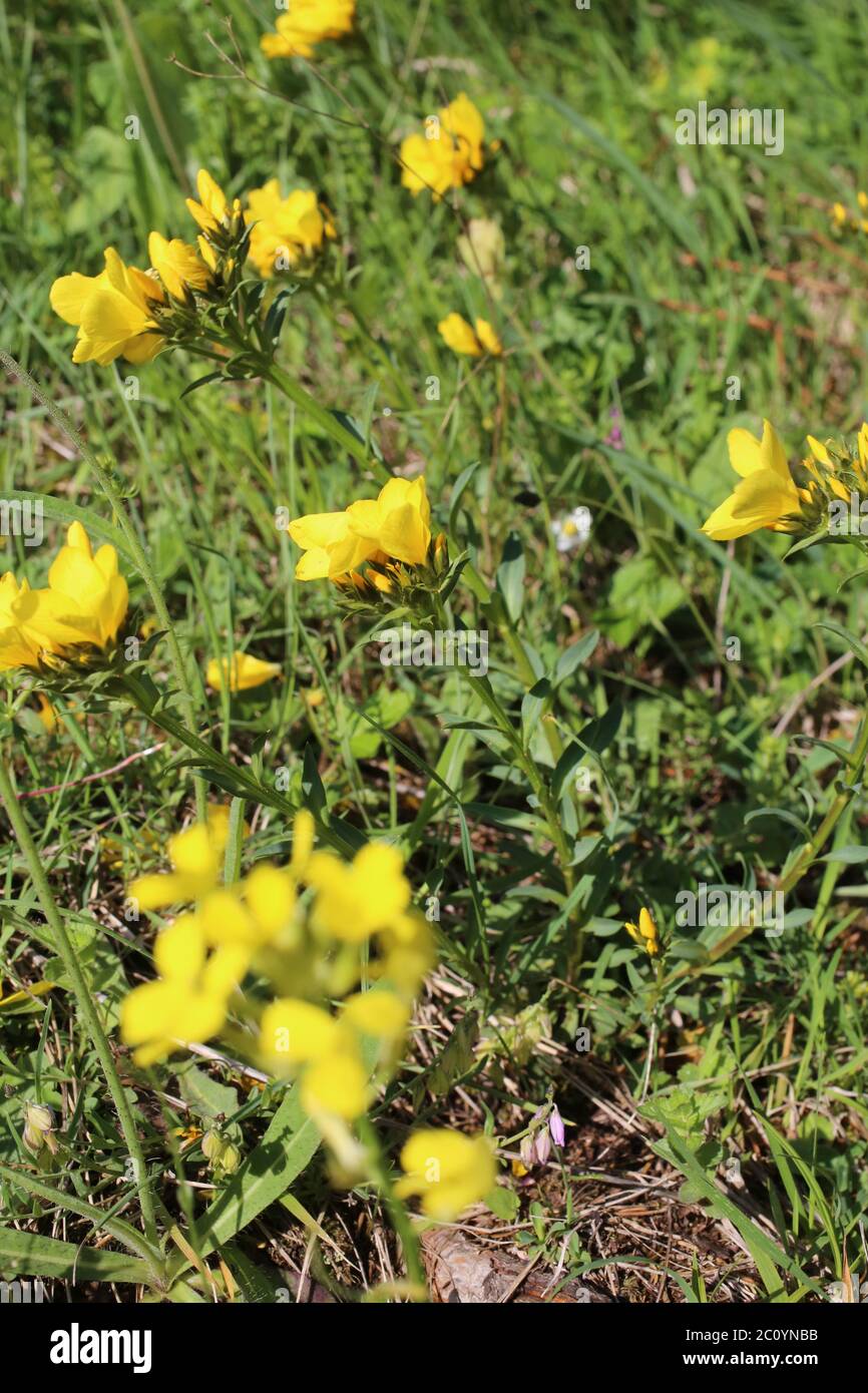 Linum capitatum - Wild plant shot in the spring Stock Photo - Alamy