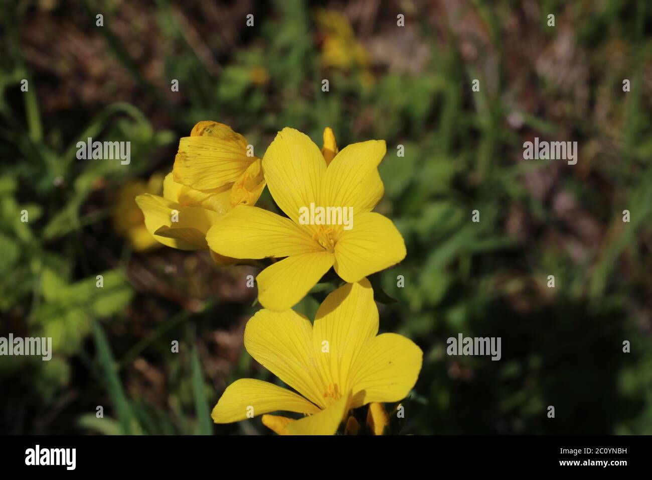 Linum capitatum - Wild plant shot in the spring Stock Photo - Alamy
