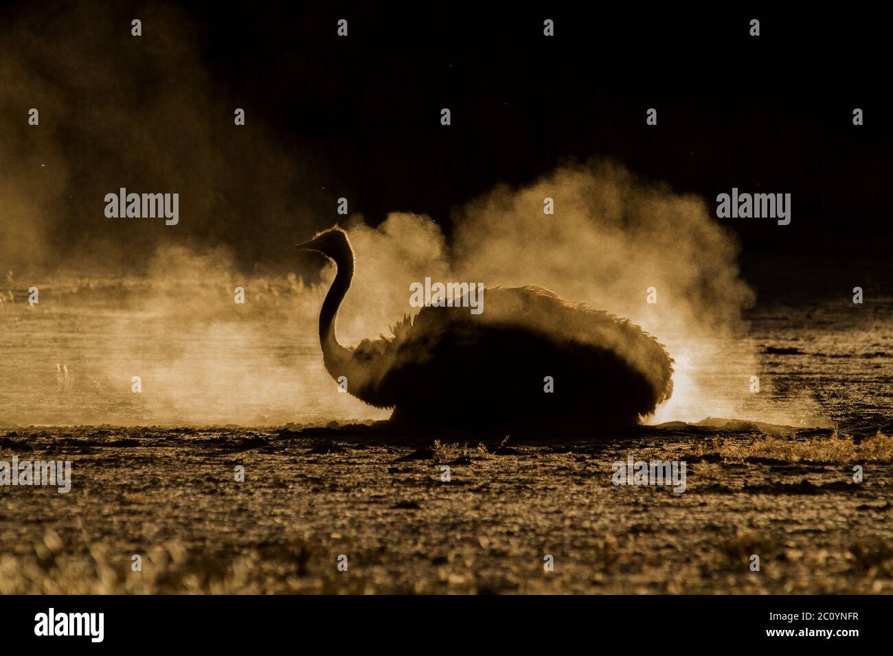 Large blue ostrich feather hi-res stock photography and images - Alamy