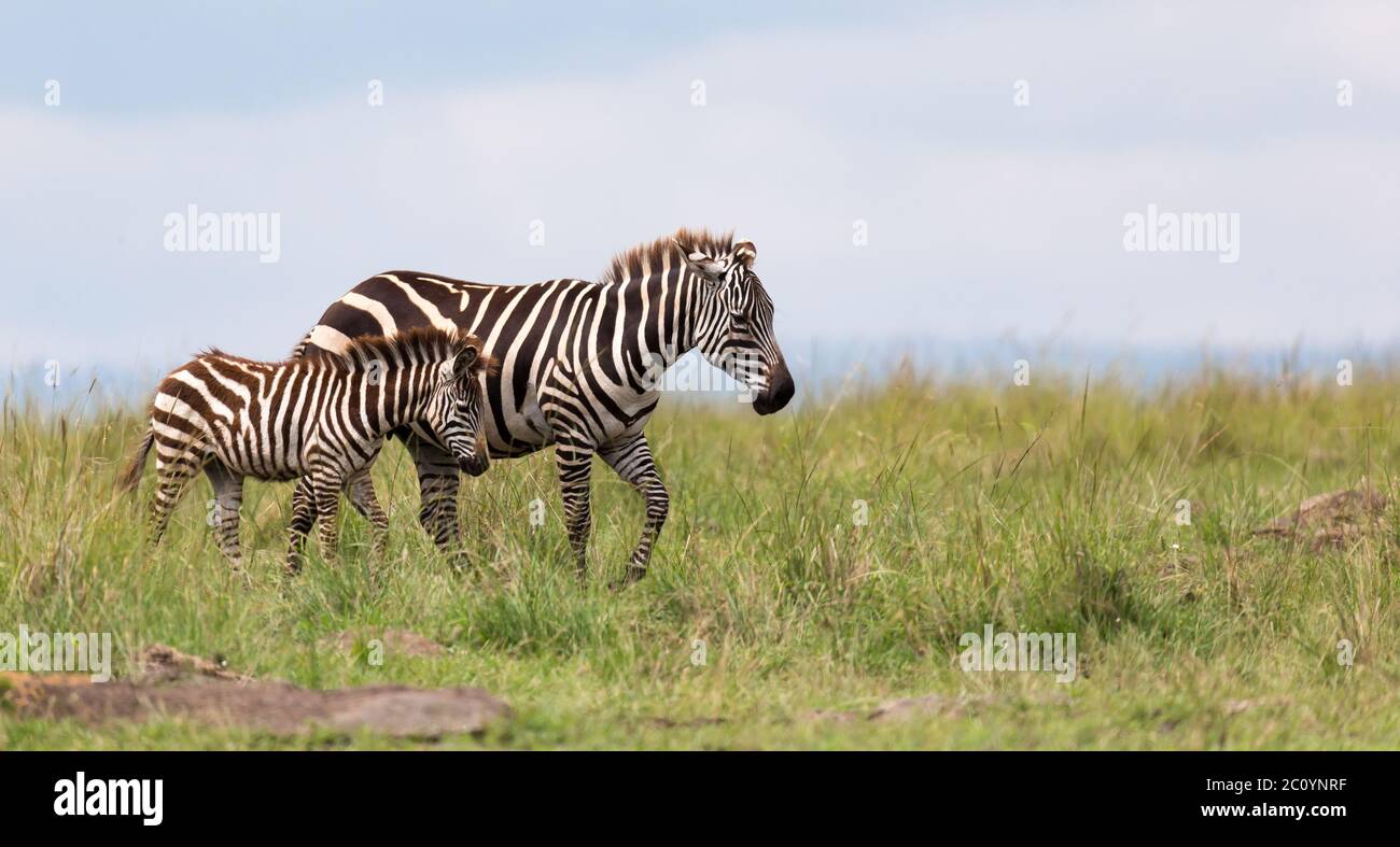 The Zebra family grazes in the savanna in close proximity to other ...