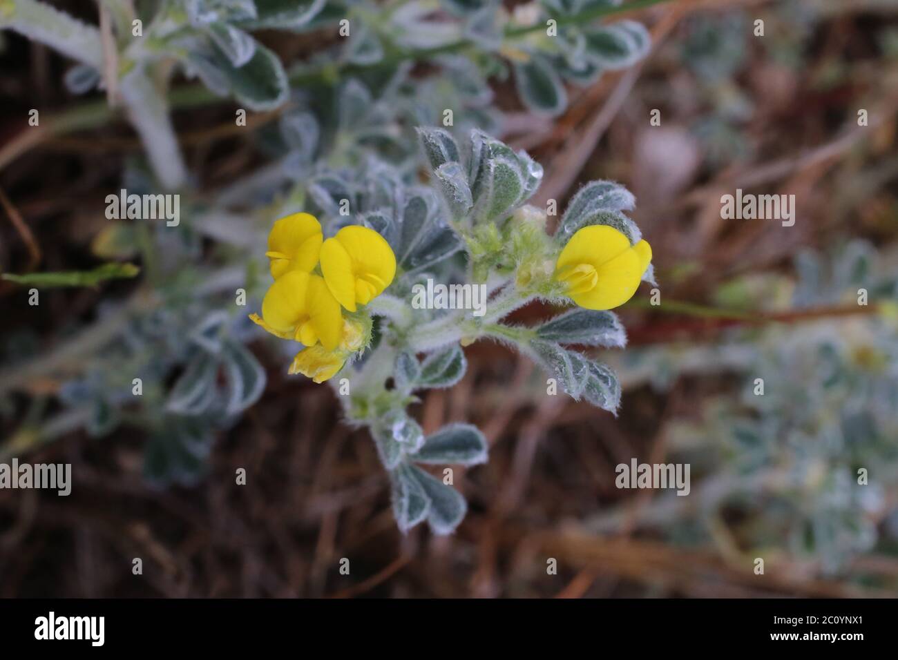 Medicago marina hi-res stock photography and images - Alamy