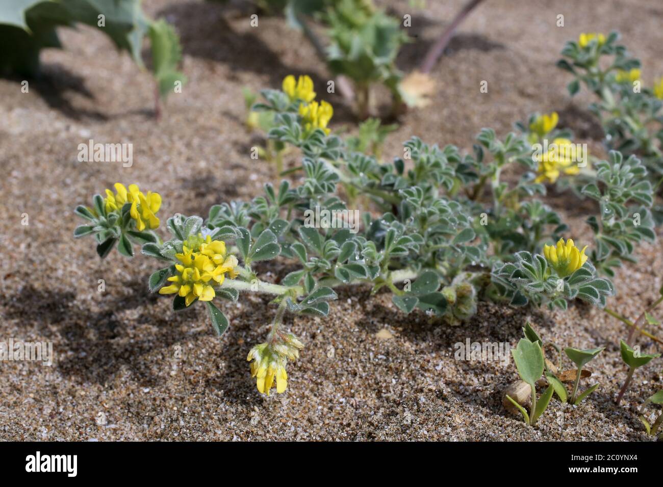 Medicago Marina High Resolution Stock Photography and Images - Alamy